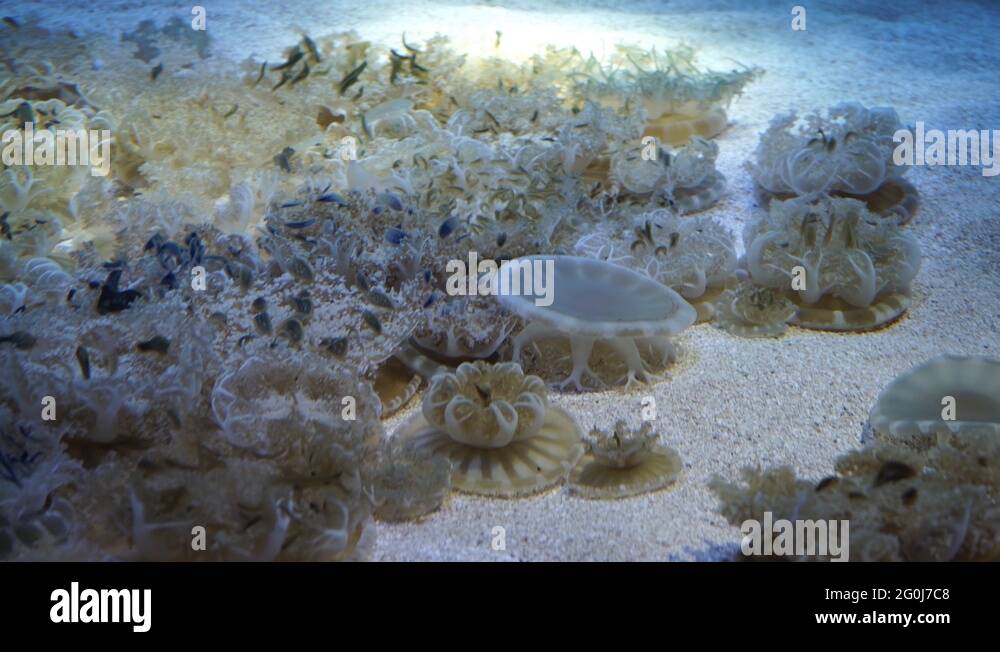 Andromeda sea Stock Videos & Footage - HD and 4K Video Clips - Alamy