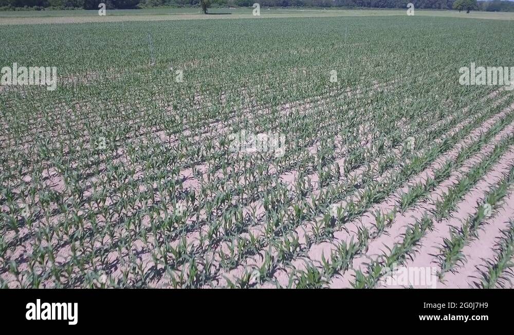 Corn field plantation aerial Stock Videos & Footage - HD and 4K Video ...
