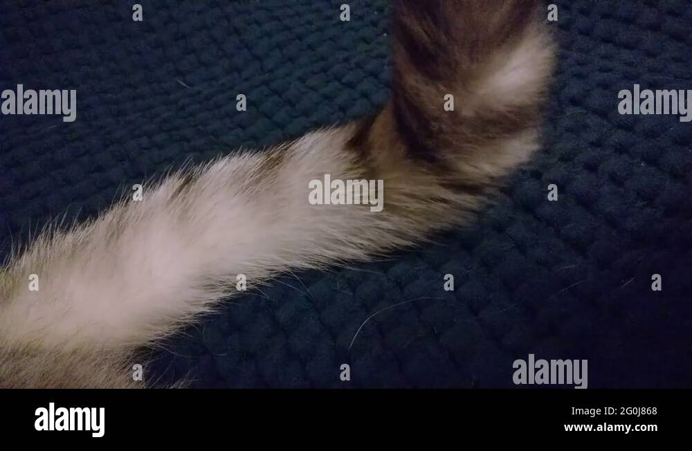 Cat tail Stock Videos & Footage - HD and 4K Video Clips - Alamy