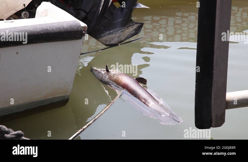 Dead catfish, died from pollution, contamination, hot weather, low ...