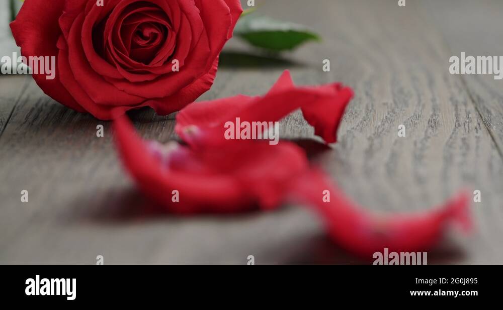 Simple single rose Stock Videos & Footage - HD and 4K Video Clips - Alamy