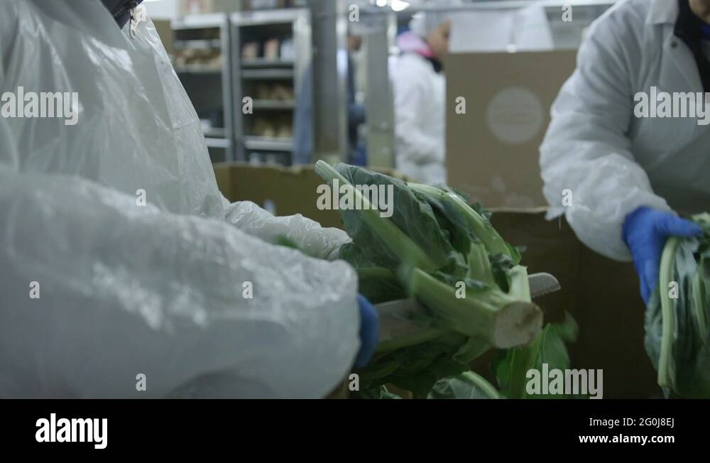 Food Safety | Food Processing Stock Video Footage - Alamy