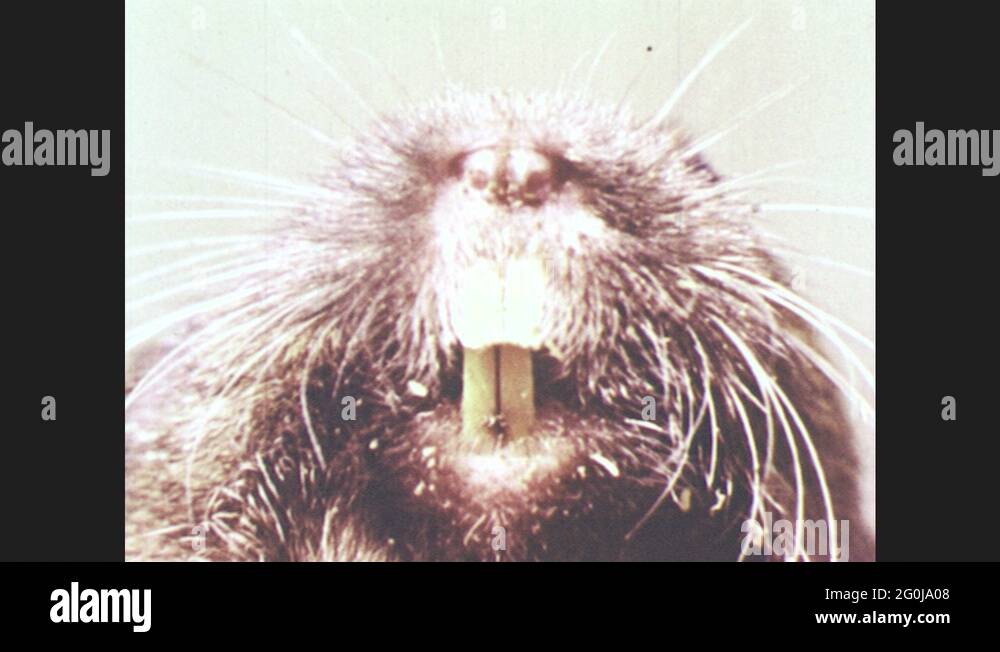 1940s: Gopher's teeth. A gopher digs inside the ground. A gopher digs ...
