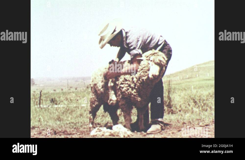 Sheer and sheep Stock Videos & Footage - HD and 4K Video Clips - Alamy