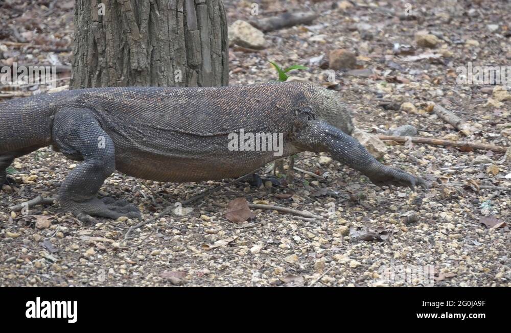 Komodo dragon prey Stock Videos & Footage - HD and 4K Video Clips - Alamy