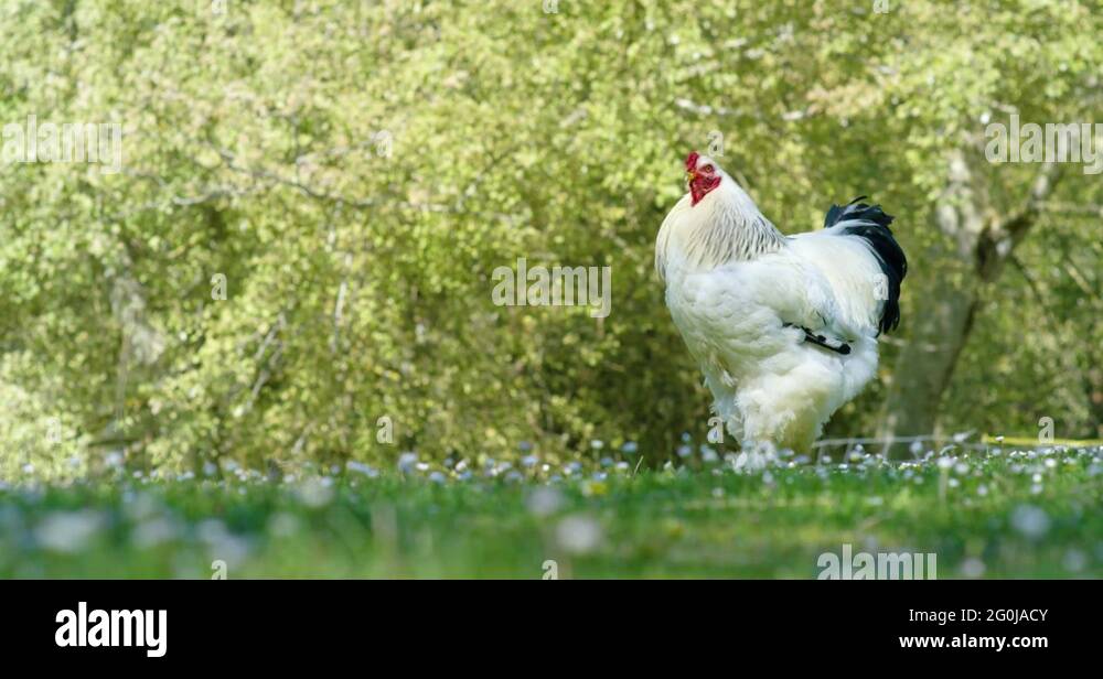 Animal res Stock Videos & Footage - HD and 4K Video Clips - Alamy