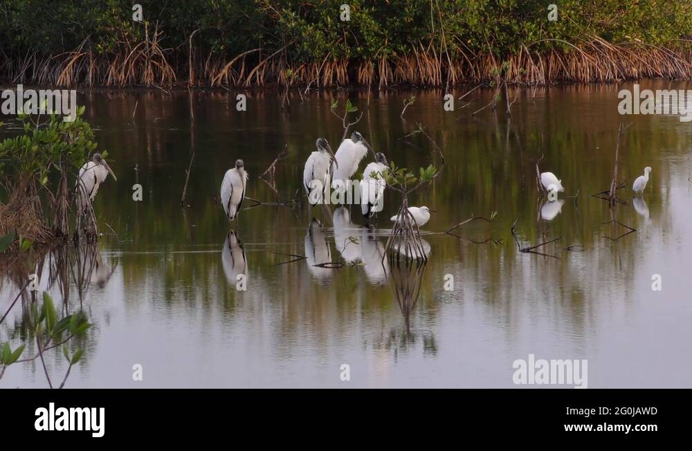 Mixed species of birds, Red Mangrove Swamp, Florida USA Stock Video ...