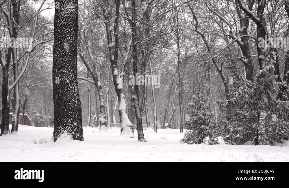Falling snow in a winter park in slow motion Stock Video Footage - Alamy