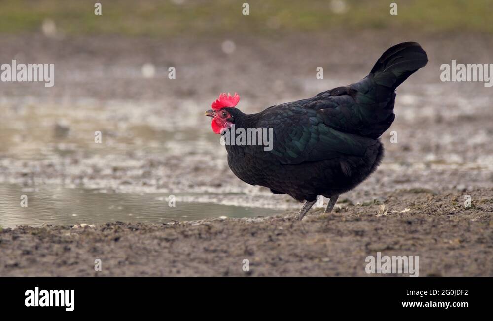 Pool chicken Stock Videos & Footage - HD and 4K Video Clips - Alamy