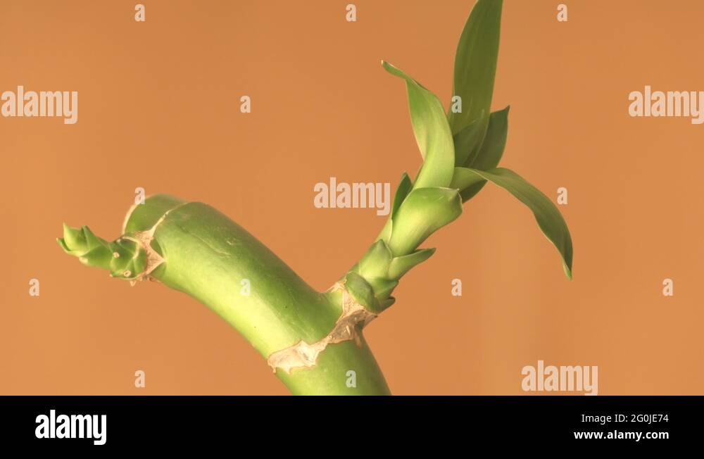Stem original stem Stock Videos & Footage - HD and 4K Video Clips - Alamy