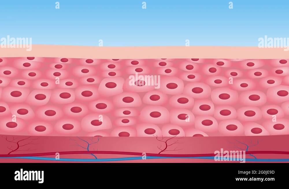 collagen in human skin Stock Video Footage - Alamy