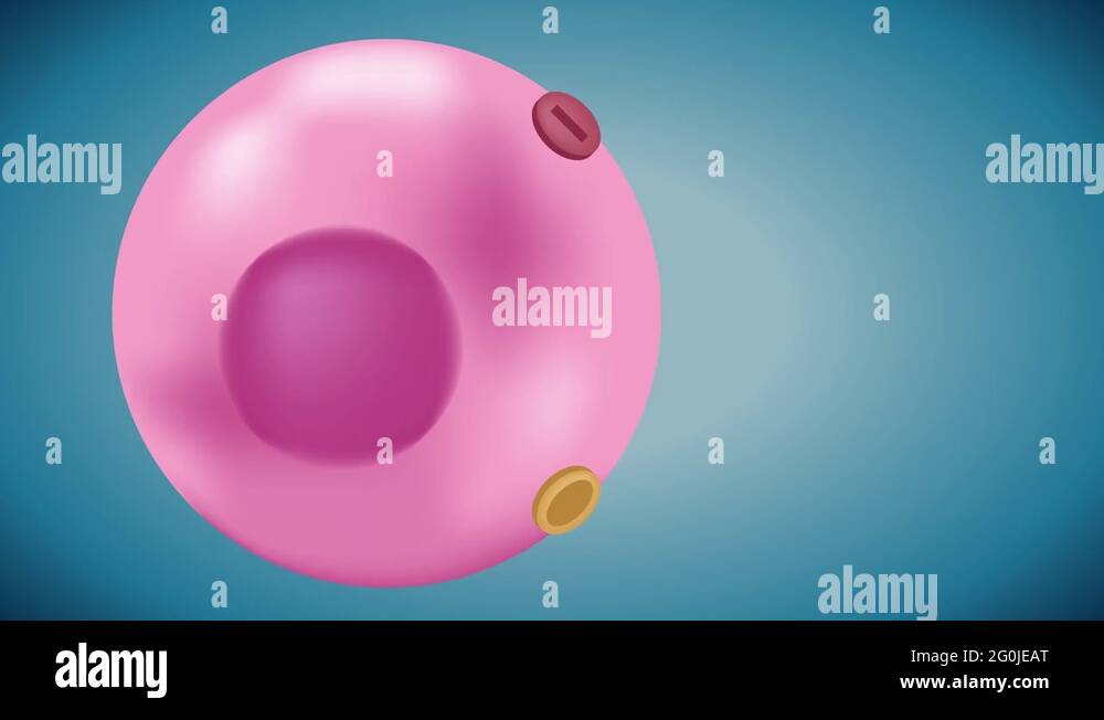 Insulin unlocks the cell's glucose channel animation graphic Stock ...