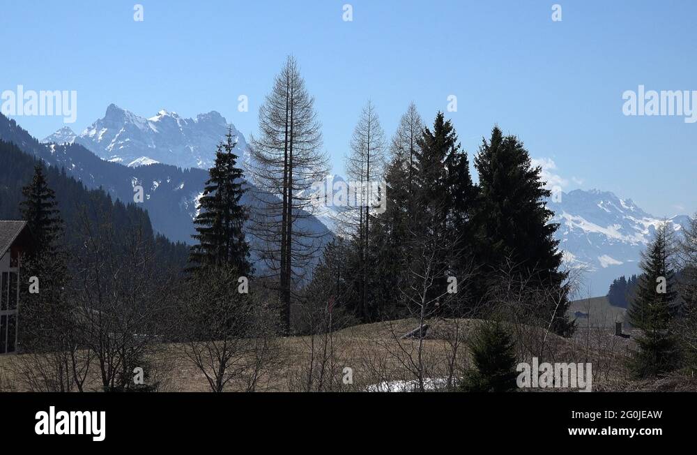 Moses tree Stock Videos & Footage - HD and 4K Video Clips - Alamy