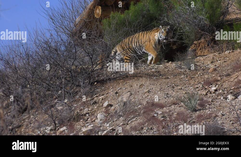 Prowl hunt Stock Videos & Footage - HD and 4K Video Clips - Alamy