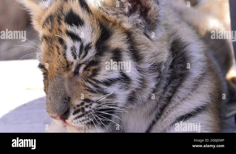 Tiger licking cub Stock Videos & Footage - HD and 4K Video Clips - Alamy