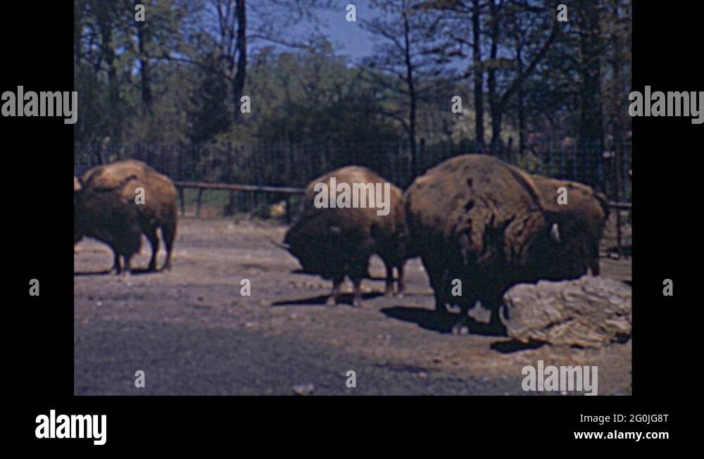 Bison enclosure Stock Videos & Footage - HD and 4K Video Clips - Alamy