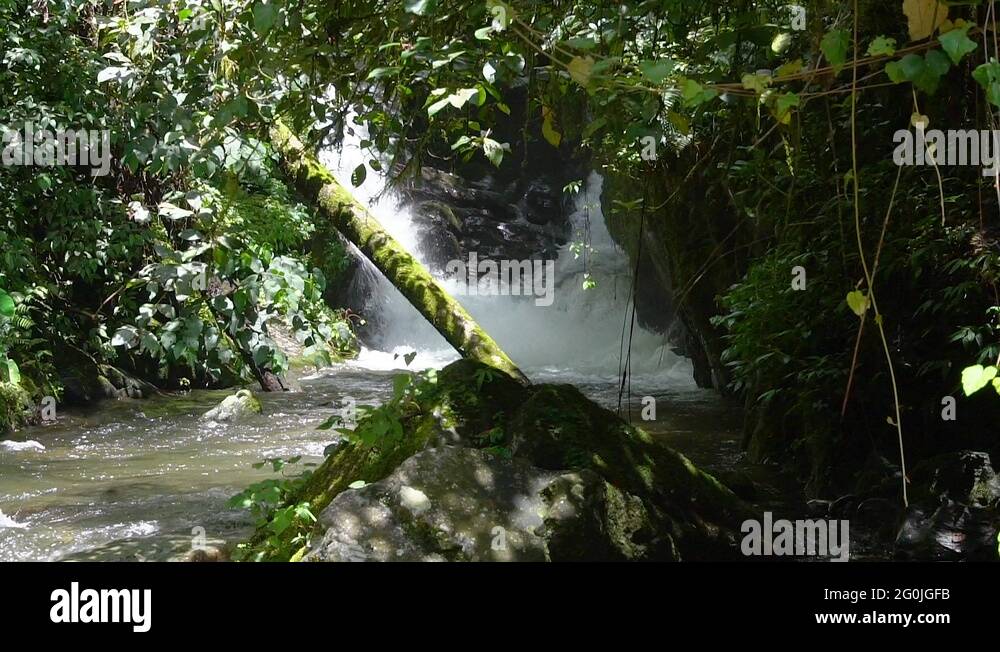 Jungle falls Stock Videos & Footage - HD and 4K Video Clips - Alamy