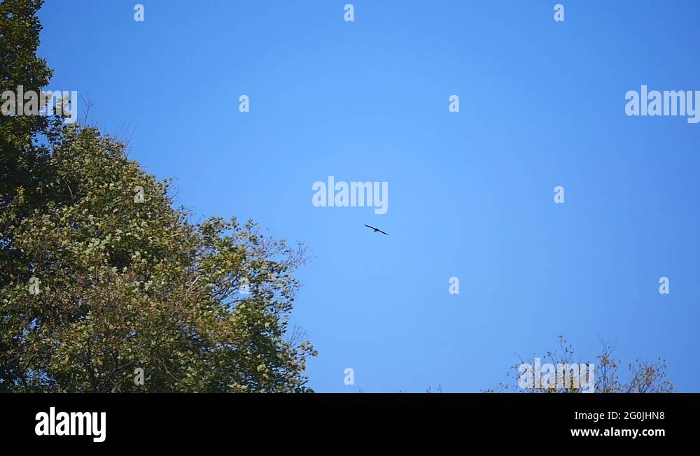 Georgia raptor Stock Videos & Footage - HD and 4K Video Clips - Alamy