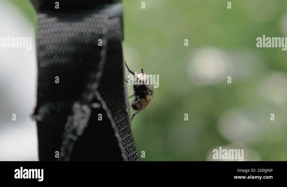 Insect fighter Stock Videos & Footage - HD and 4K Video Clips - Alamy