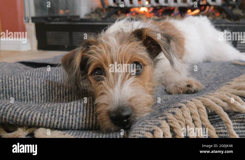 Frasier dog Stock Videos & Footage - HD and 4K Video Clips - Alamy