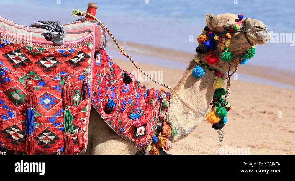 Sea camel Stock Videos & Footage - HD and 4K Video Clips - Alamy