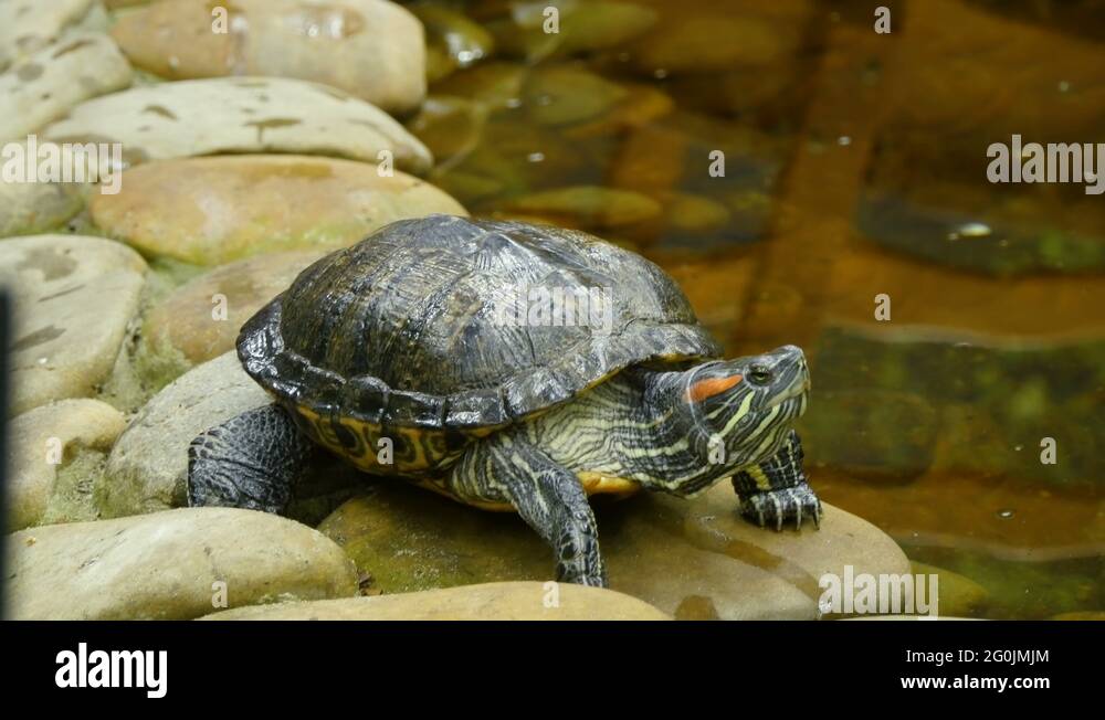 Red eared terrapin Stock Videos & Footage - HD and 4K Video Clips - Alamy