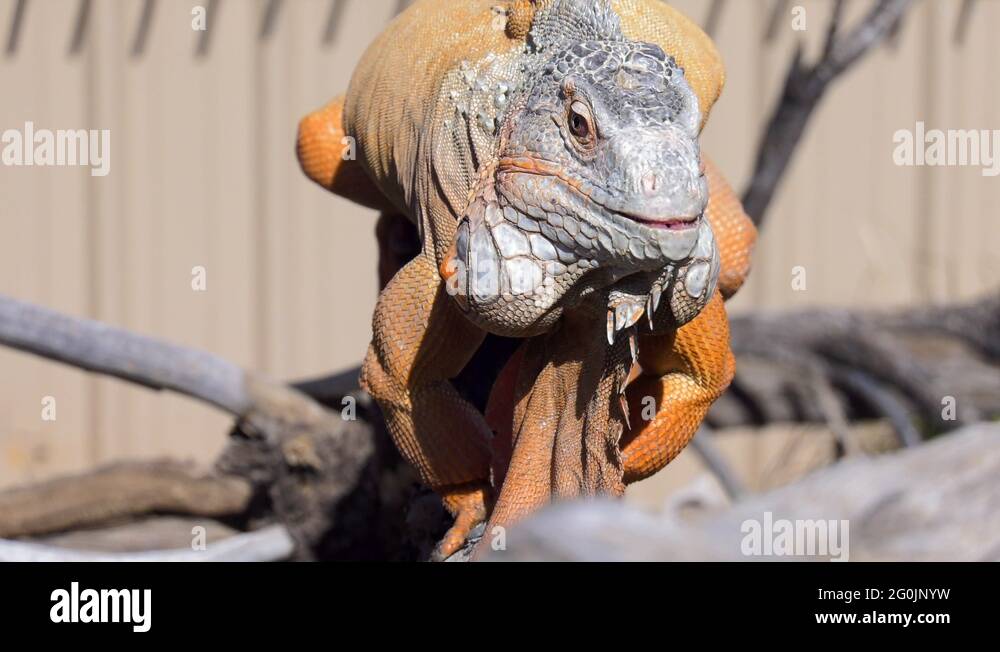 iguana front angle on his branch 4k Stock Video Footage - Alamy