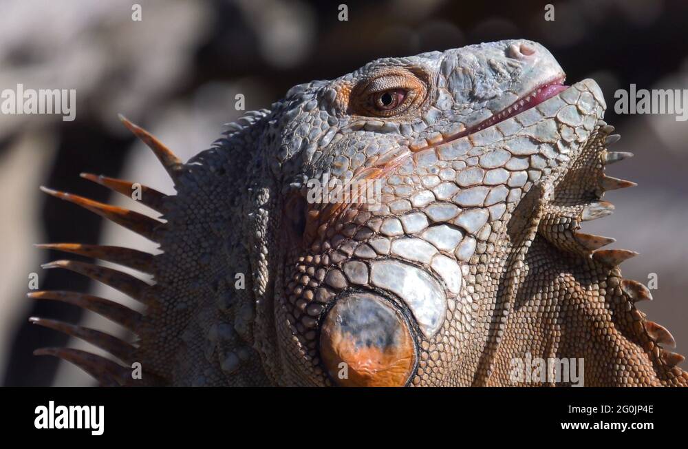 Iguana teeth Stock Videos & Footage - HD and 4K Video Clips - Alamy