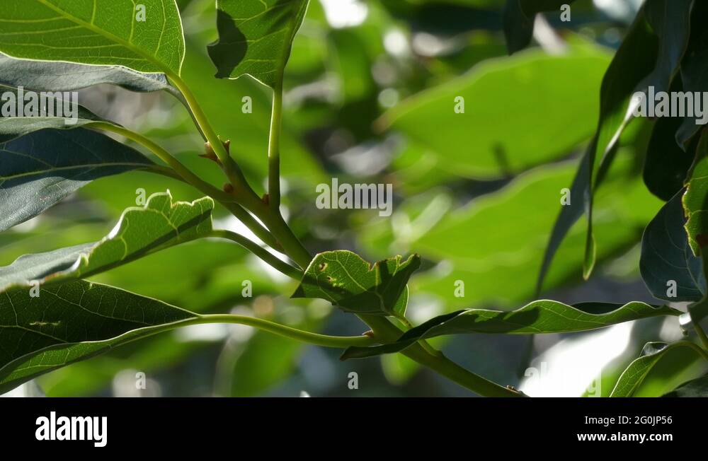 Avocado tree persea americana Stock Videos & Footage - HD and 4K Video ...