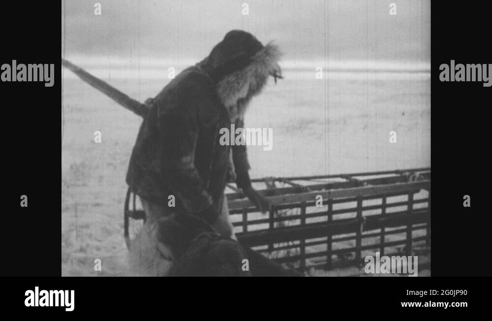 1940s: Man and boy right sled, lift dead caribou onto sled, guide sled ...