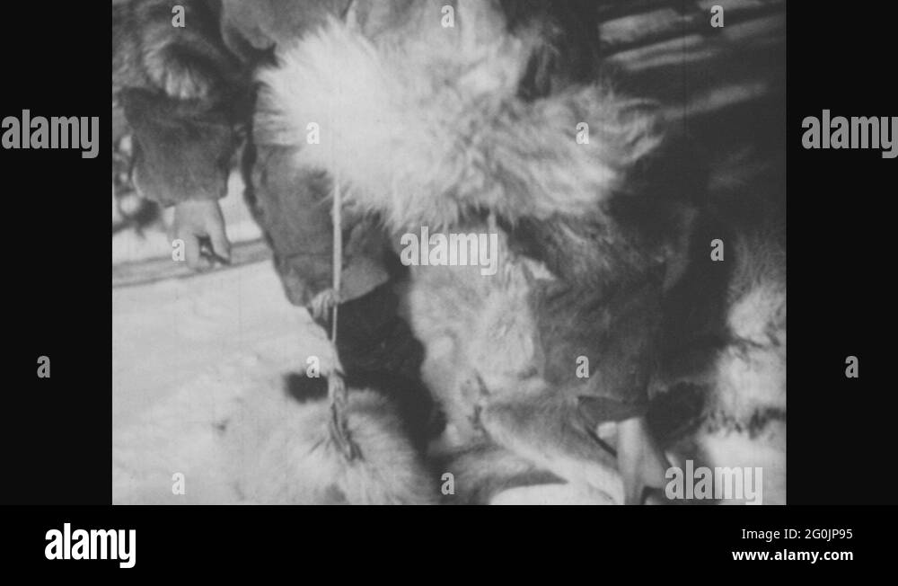 Dead caribou Stock Videos & Footage - HD and 4K Video Clips - Alamy