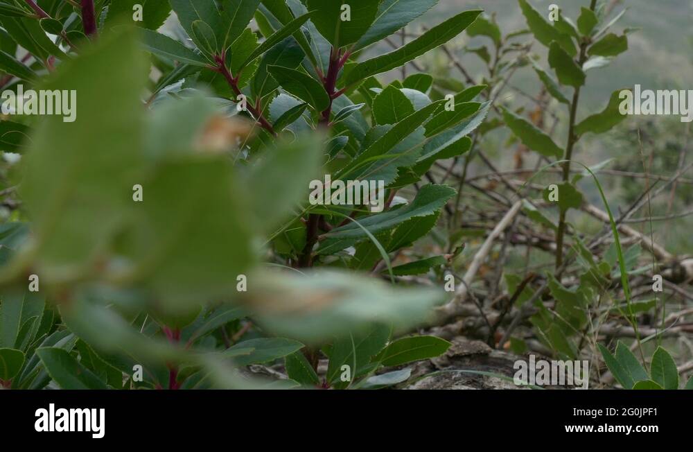 Bayberry Stock Videos & Footage - HD and 4K Video Clips - Alamy