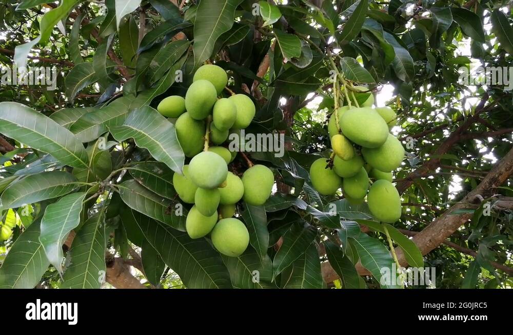 Mango mangos mangoes tropical exotic fruit fruits healthy food Stock ...