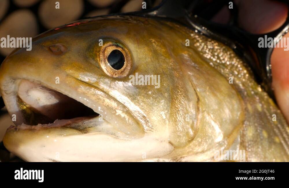 Freshwater char Stock Videos & Footage - HD and 4K Video Clips - Alamy