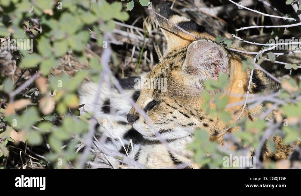 African cat hiding camouflage Stock Videos & Footage - HD and 4K Video ...