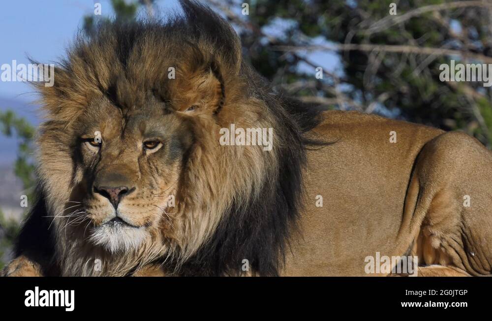 Lion mane Stock Videos & Footage - HD and 4K Video Clips - Alamy