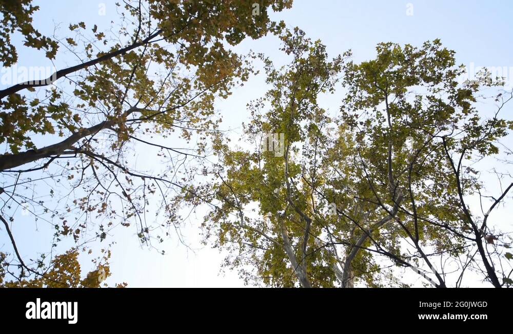 Reflection in canopy Stock Videos & Footage - HD and 4K Video Clips - Alamy