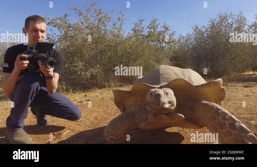 Tortoise wildlife Stock Videos & Footage - HD and 4K Video Clips - Alamy