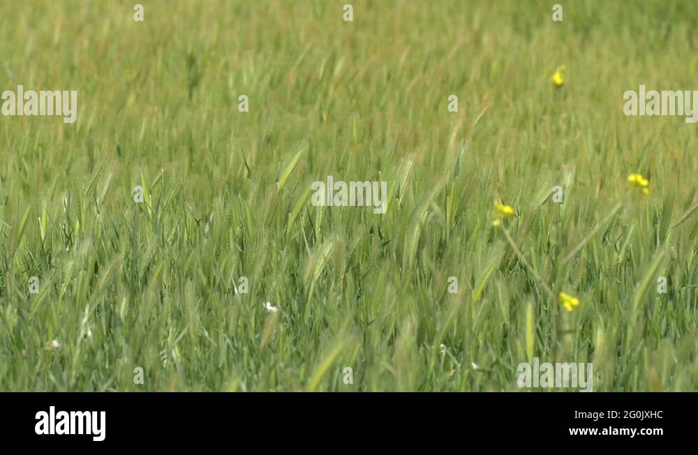 Rye kernels Stock Videos & Footage - HD and 4K Video Clips - Alamy