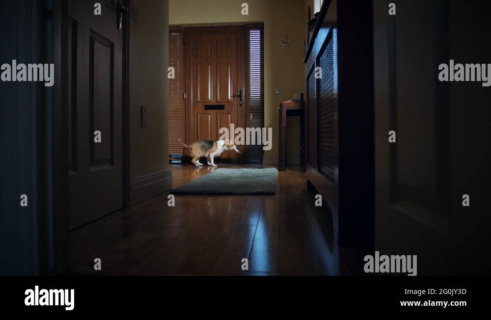 Front door letter Stock Videos & Footage - HD and 4K Video Clips - Alamy