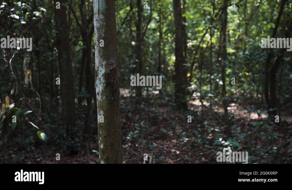 Thin forest tree Stock Videos & Footage - HD and 4K Video Clips - Alamy
