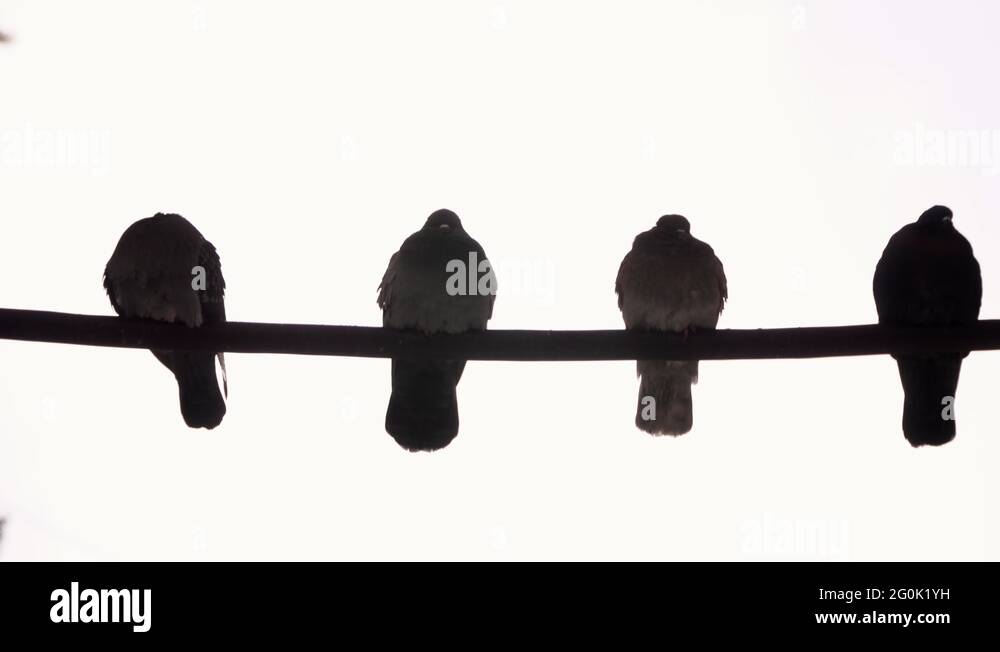 Wire silhouettes Stock Videos & Footage - HD and 4K Video Clips - Alamy