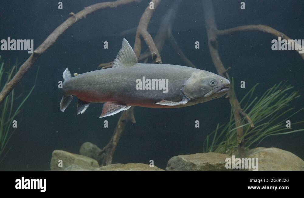 Arctic char Stock Videos & Footage - HD and 4K Video Clips - Alamy