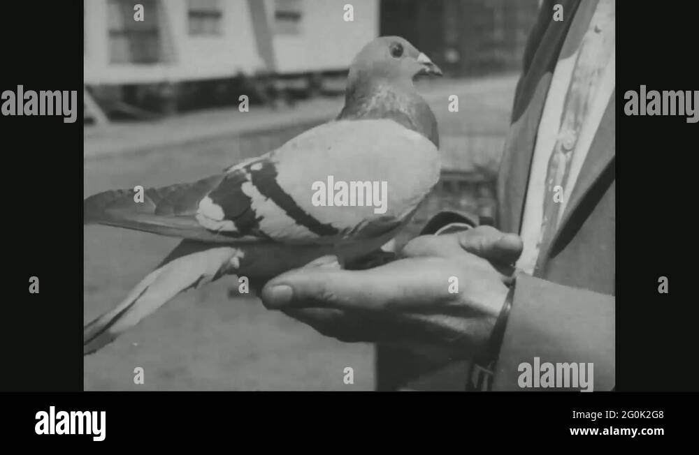 Jimmy trainer Stock Videos & Footage - HD and 4K Video Clips - Alamy