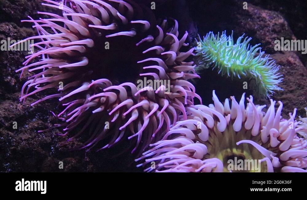 Deep water tank Stock Videos & Footage - HD and 4K Video Clips - Alamy