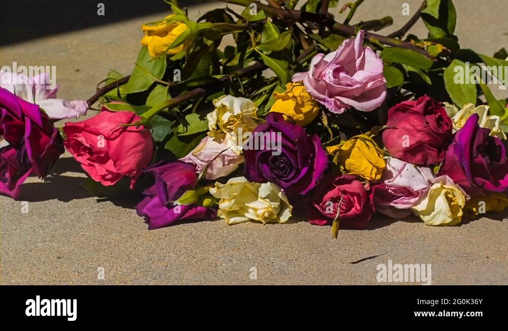 Dead flowers floor Stock Videos & Footage - HD and 4K Video Clips - Alamy