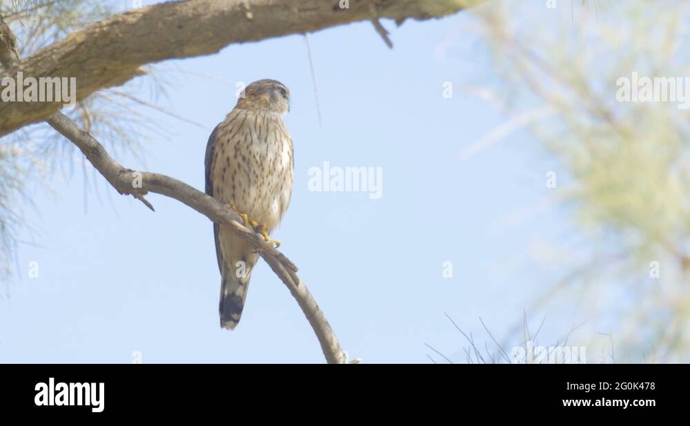 Merlin Stock Videos & Footage - HD and 4K Video Clips - Alamy