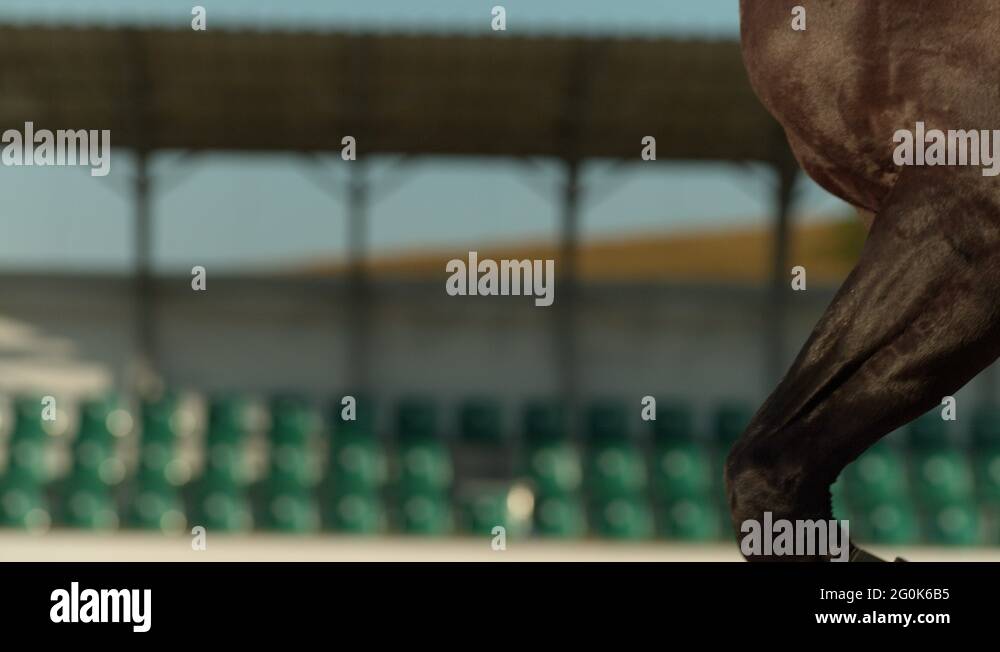 Horse muscles in motion Stock Videos & Footage - HD and 4K Video Clips ...