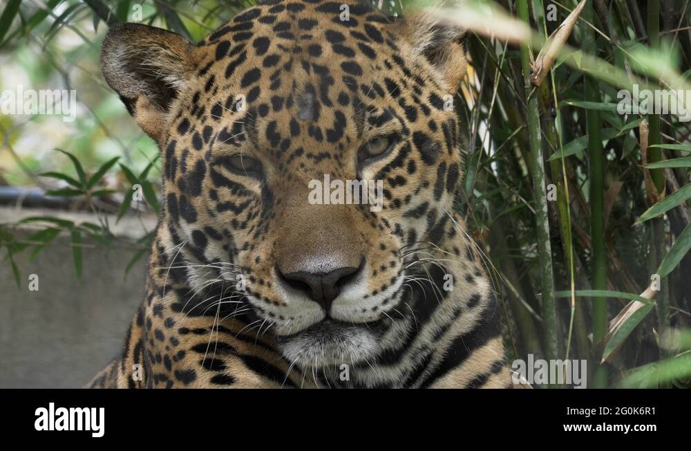 Jaguar sitting Stock Videos & Footage - HD and 4K Video Clips - Alamy