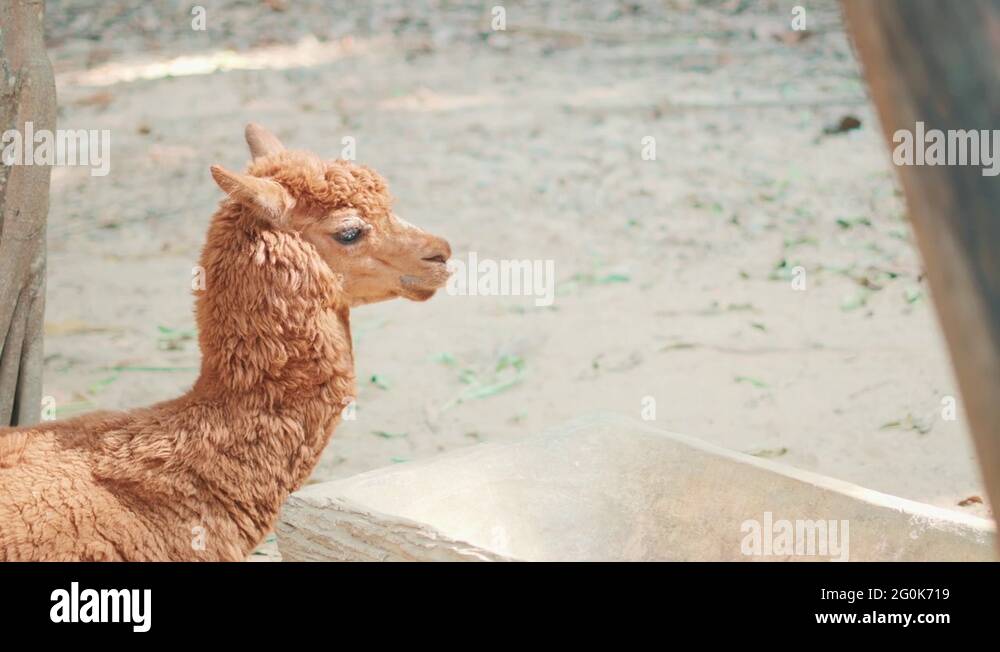 Species of south american camelid Stock Videos & Footage - HD and 4K ...